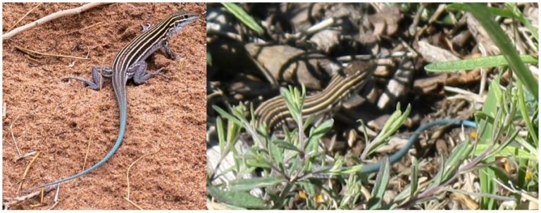 41 Types of Lizards Found in Arizona! (ID Guide) - Bird Watching HQ