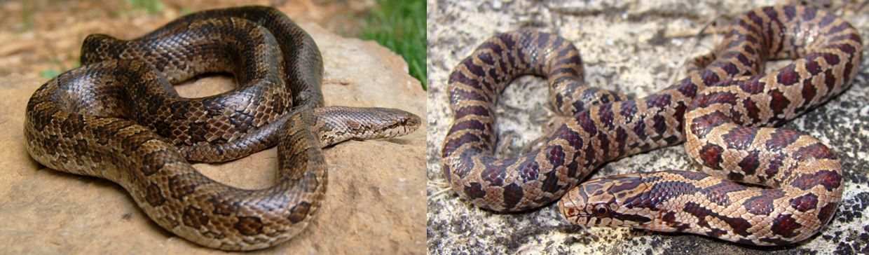 26 Types of SNAKES That Live in Iowa! (ID Guide) - Bird Watching HQ