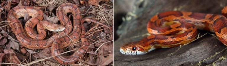 28 Types of SNAKES That Live in Tennessee! (ID Guide) - Bird Watching HQ