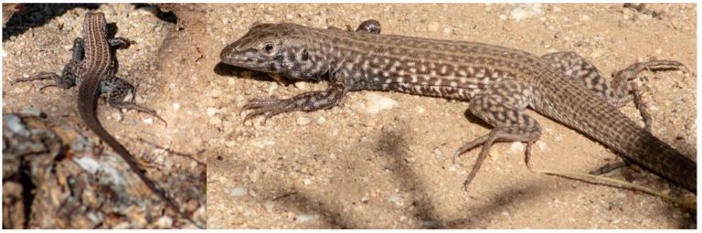 41 Types of Lizards Found in Arizona! (ID Guide) - Bird Watching HQ