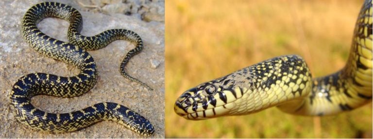 26 Types of SNAKES That Live in Iowa! (ID Guide) - Bird Watching HQ