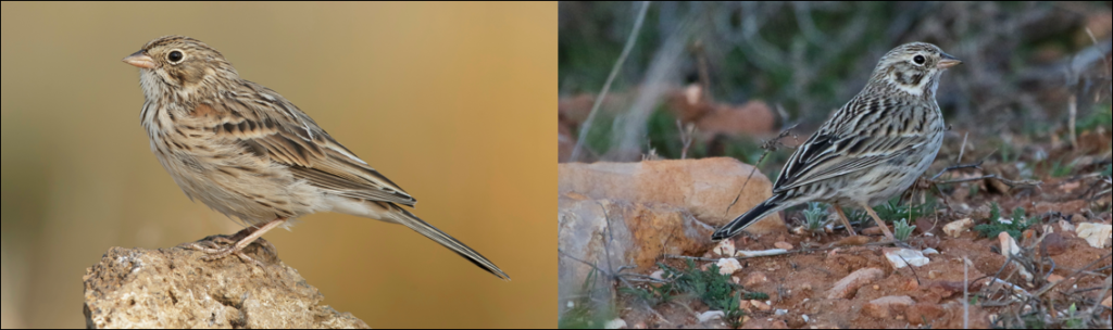 21 Types of Sparrows Found In Oregon! (ID GUIDE) - Bird Watching HQ