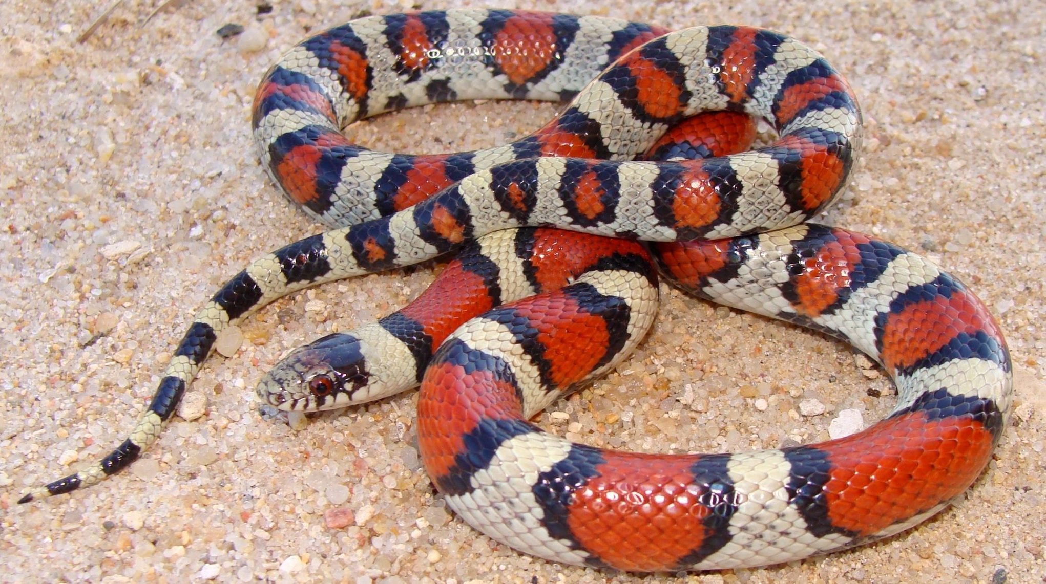 6 Types of Kingsnakes & Milksnakes in Louisiana! - Bird Watching HQ