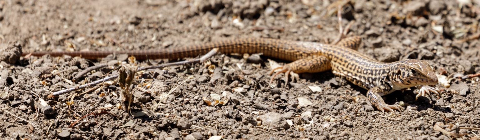 36 Types of Lizards Found in California! (ID Guide) - Bird Watching HQ