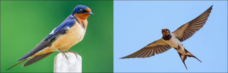 25 COMMON Birds Found in Iraq! (2023) - Bird Watching HQ