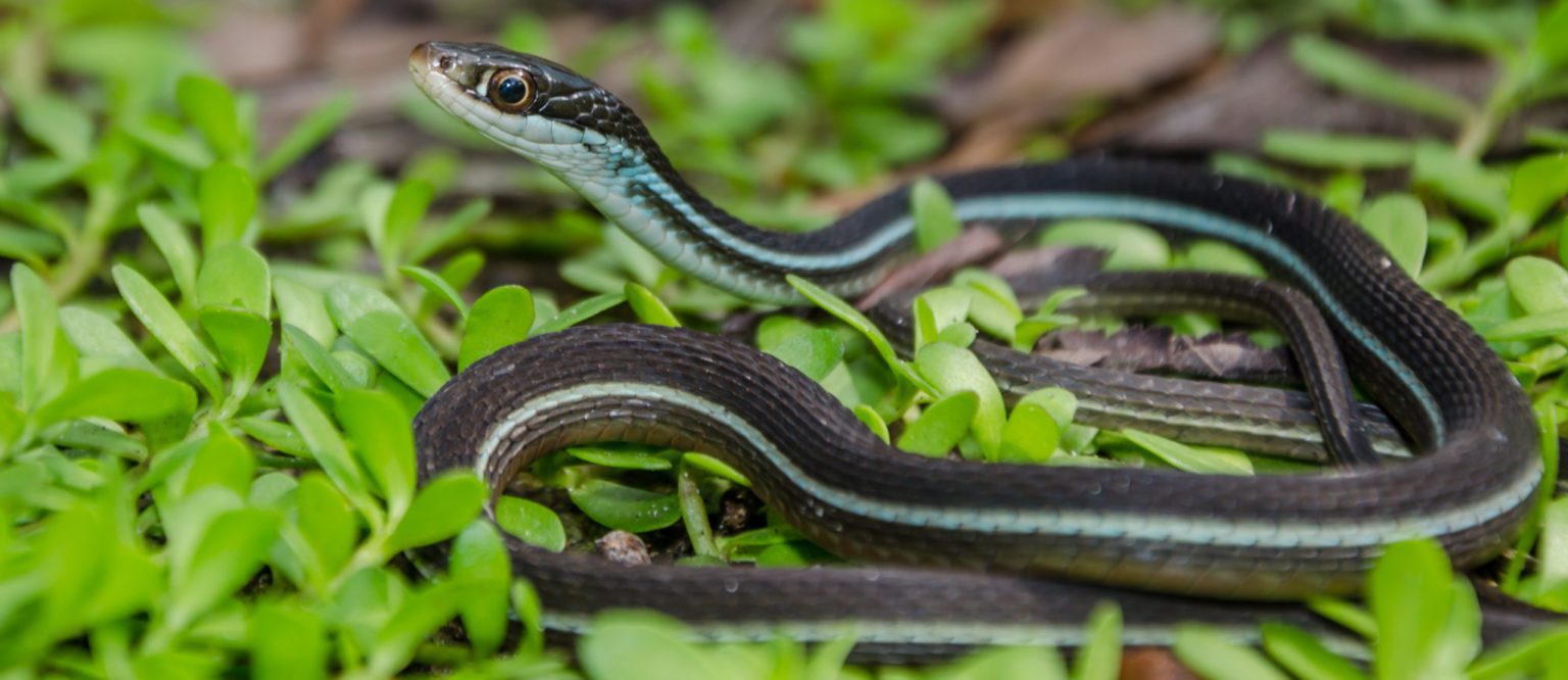 3 Types of Garter Snakes in Florida (2025) - Bird Watching HQ