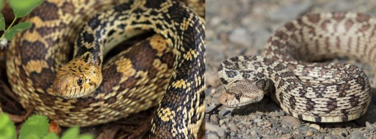 12 Types of SNAKES That Live in Wyoming! (ID Guide) - Bird Watching HQ