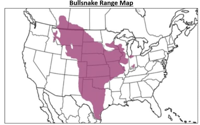 28 Types of SNAKES That Live in Canada! (ID Guide) - Bird Watching HQ