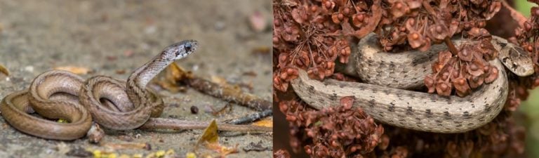 11 Types of SNAKES That Live in Rhode Island! (ID Guide) - Bird Watching HQ
