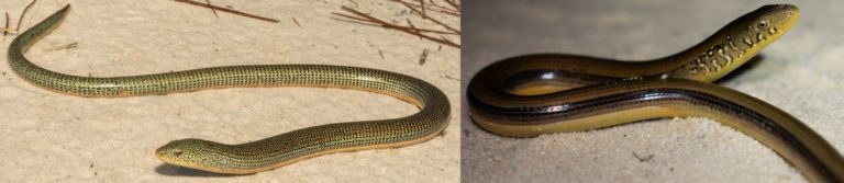 40 Types of Lizards Found in Florida! (ID Guide) - Bird Watching HQ