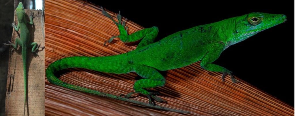 The 8 Types of ANOLES Found in Florida! (ID Guide) - Bird Watching HQ