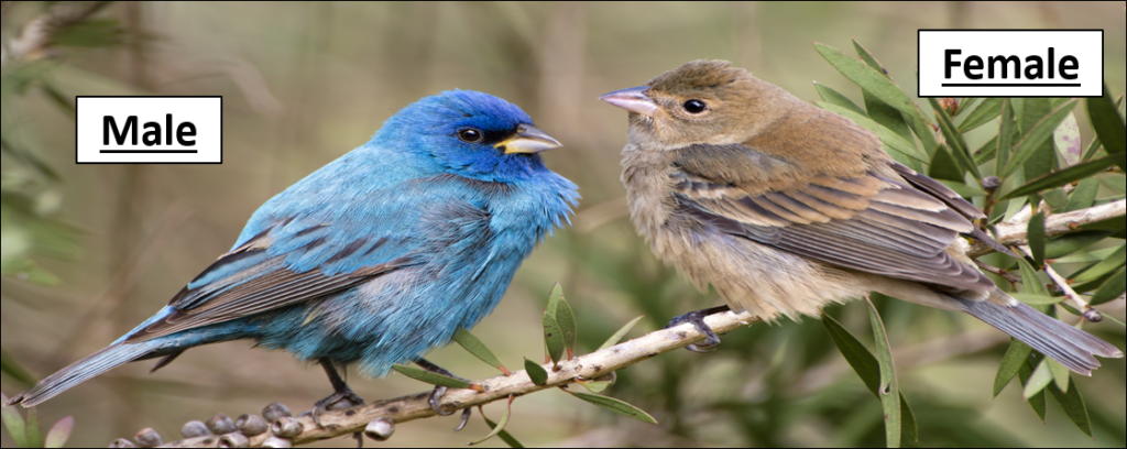 11 Birds That Are BLUE Found In Ohio! (ID GUIDE) - Bird Watching HQ