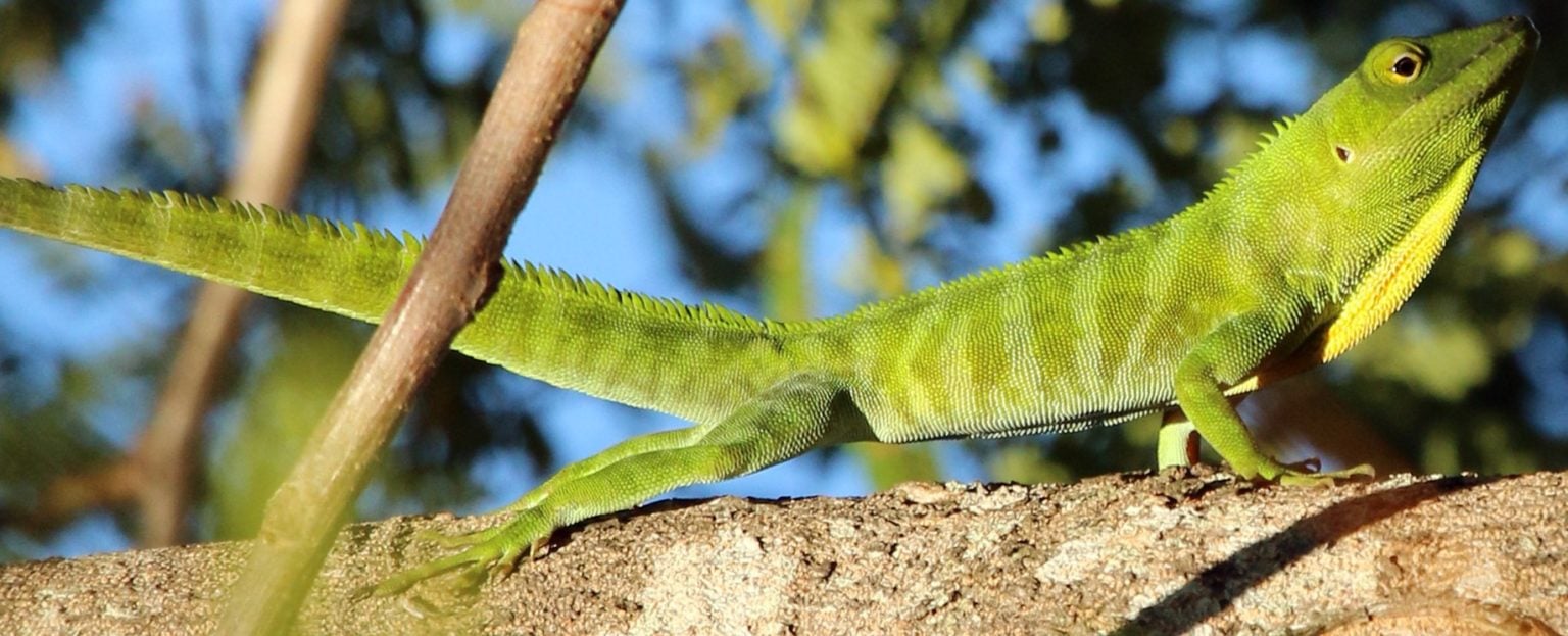 8 Types of Anoles Found in the United States! (2025) - Bird Watching HQ