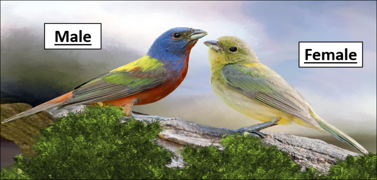 13 Birds That Are BLUE In Missouri! (ID GUIDE) - Bird Watching HQ