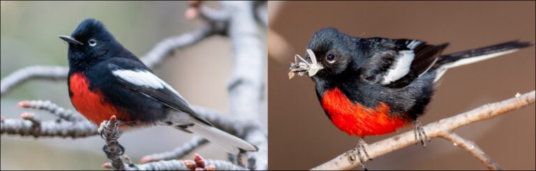 16 Types of Red Birds Found In New Mexico! (ID GUIDE) - Bird Watching HQ