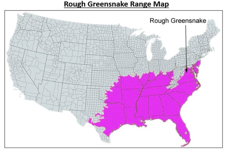 18 Types of SNAKES That Live in Delaware! (ID Guide) - Bird Watching HQ