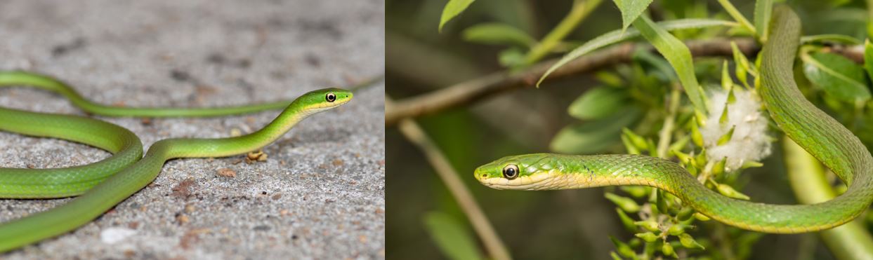 22 Types of SNAKES That Live in Ohio! (ID Guide) - Bird Watching HQ