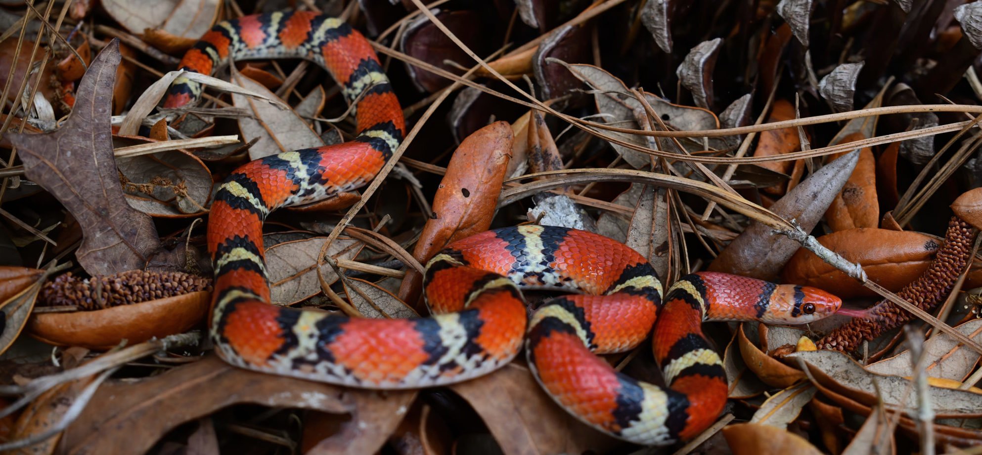 18 Types of SNAKES That Live in Delaware! (ID Guide) - Bird Watching HQ