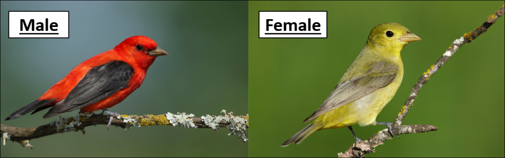 12 Types of Red Birds Found In Michigan! (ID GUIDE) - Bird Watching HQ