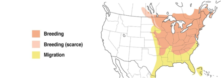 12 Types of Red Birds Found In Michigan! (ID GUIDE) - Bird Watching HQ