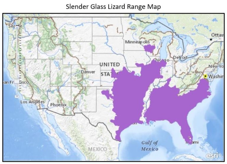 3 Types of Lizards Found in Wisconsin! (ID Guide) - Bird Watching HQ