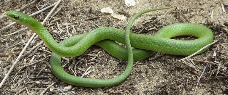 28 Types of SNAKES That Live in Canada! (ID Guide) - Bird Watching HQ