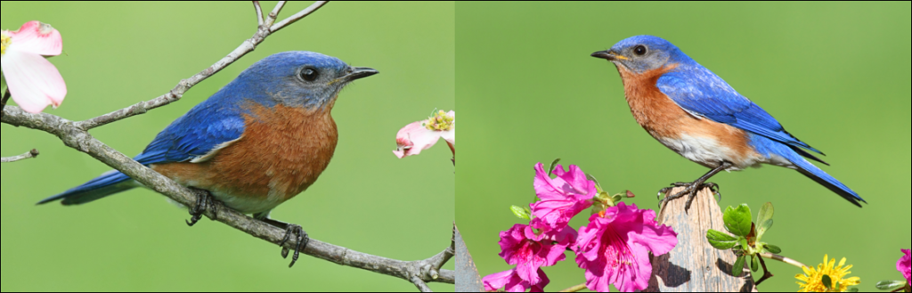 11 Birds That Are BLUE Found In Washington! (state) - Bird Watching HQ