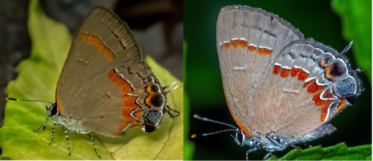 39 Common Butterflies Found in Indiana! (ID Guide) - Bird Watching HQ