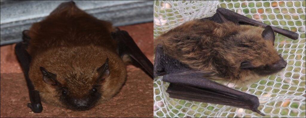 25 Types of NOCTURNAL Animals in Florida! (2024) - Bird Watching HQ