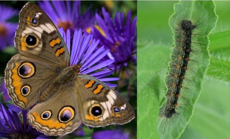 39 Common Butterflies Found in Indiana! (ID Guide) - Bird Watching HQ