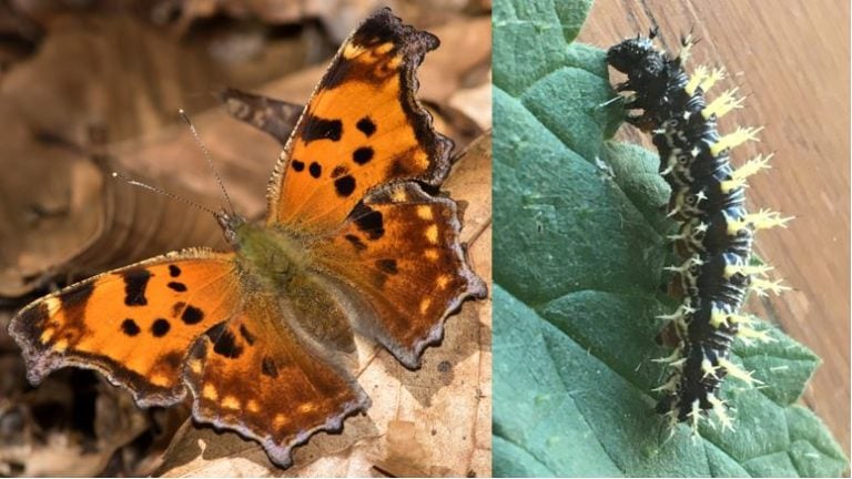 36 Common Butterflies Found in Connecticut! (ID Guide) - Bird Watching HQ