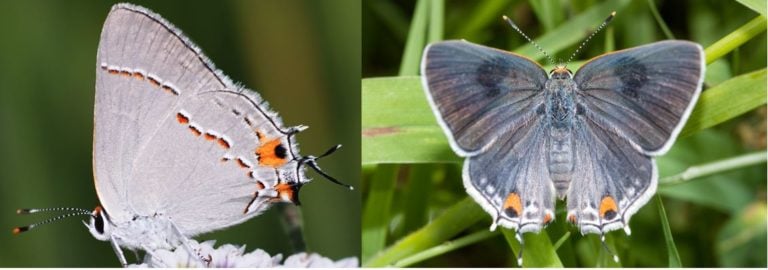 39 Common Butterflies Found in Indiana! (ID Guide) - Bird Watching HQ