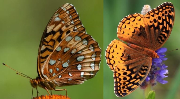 35 Common Butterflies Found in Indiana! (ID Guide) - Bird Watching HQ