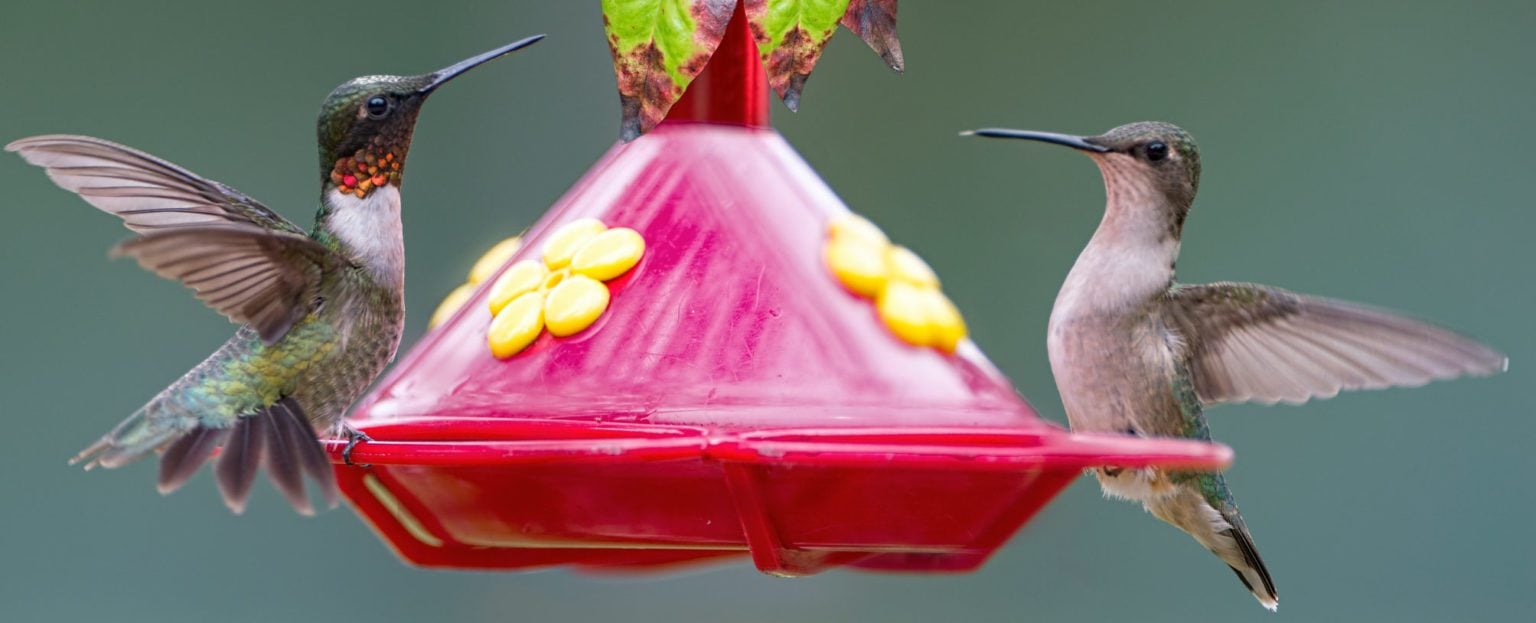 Here's when hummingbirds leave Virginia! (to migrate south) - Bird ...