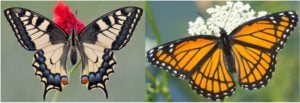 35 Common Butterflies Found in Minnesota! (ID Guide) - Bird Watching HQ