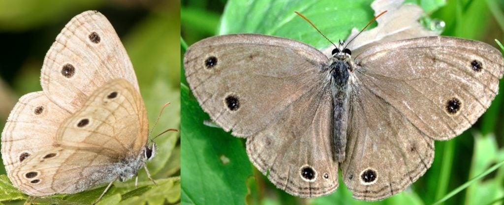 35 Common Butterflies Found in Iowa! (ID Guide) - Bird Watching HQ