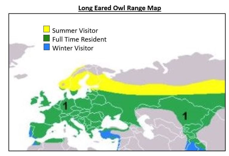 6 Owl Species That Live in the United Kingdom! (2026) - Bird Watching HQ