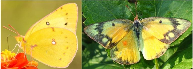 33 Common Butterflies Found in Iowa! (ID Guide) - Bird Watching HQ