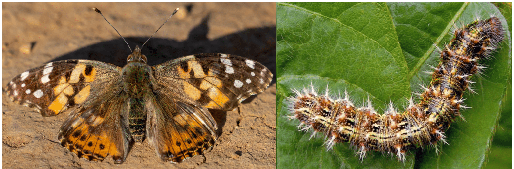 33 Common Butterflies Found in Iowa! (ID Guide) - Bird Watching HQ