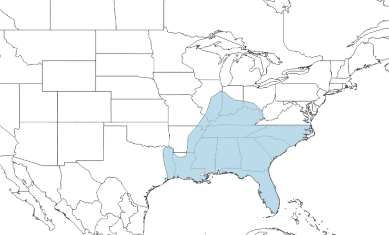 14 Types of Bats In Alabama! (ID GUIDE) - Bird Watching HQ