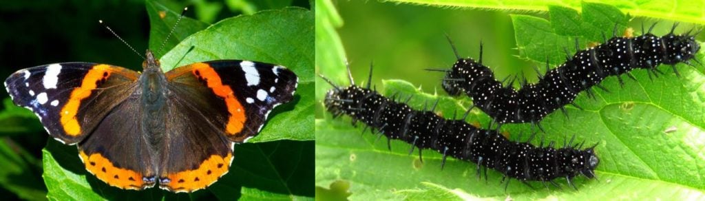 35 Common Butterflies Found in Indiana! (ID Guide) - Bird Watching HQ