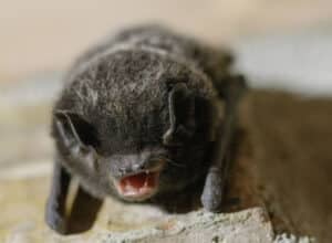 34 Types of Bats in the United States! (ID GUIDE) - Bird Watching HQ