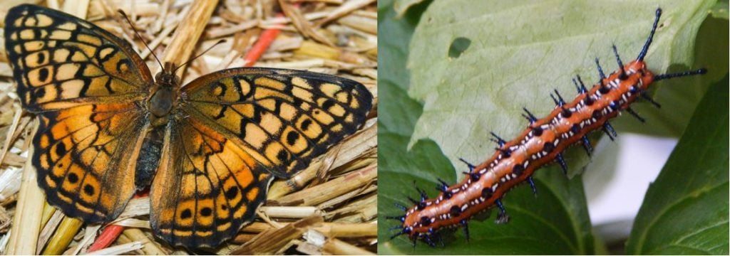39 Common Butterflies Found in Indiana! (ID Guide) - Bird Watching HQ