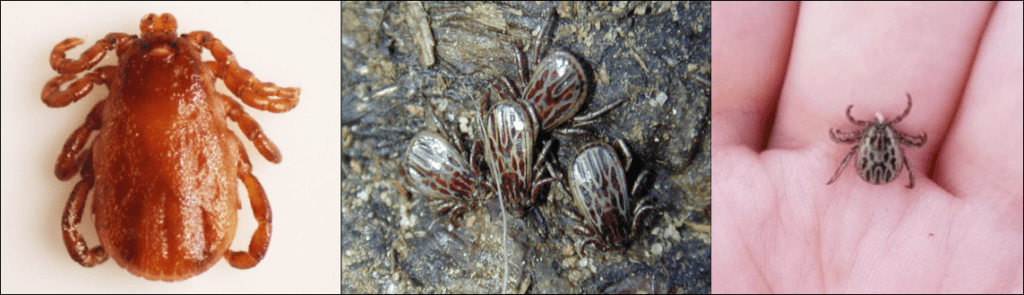 9 Types of Ticks Found In Virginia! (ID GUIDE) - Bird Watching HQ