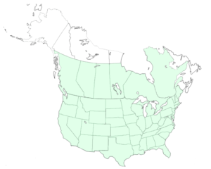 6 Types of Ticks Found In Michigan! (ID GUIDE) - Bird Watching HQ