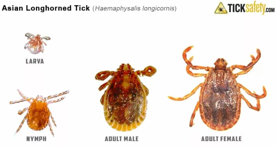 9 Types of Ticks Found In Missouri! (ID GUIDE) - Bird Watching HQ