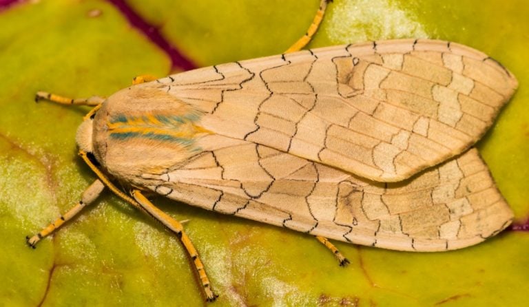 31 Weird (but COMMON) Caterpillars in Tennessee (2024) - Bird Watching HQ