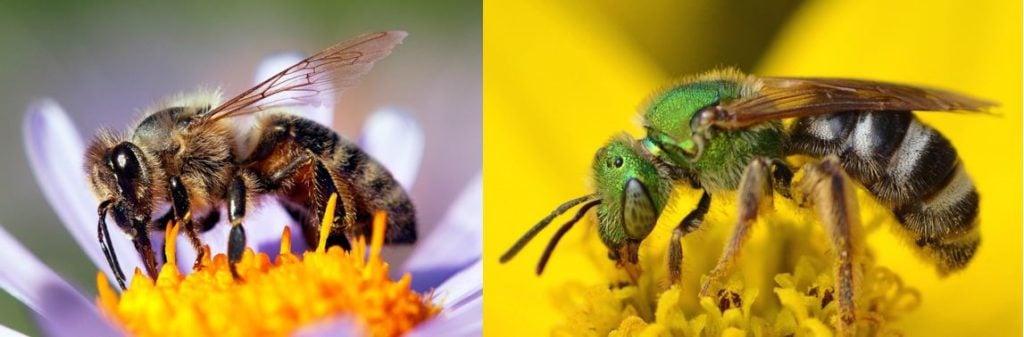 14 Types of Bees Found in Alabama! (2025) - Bird Watching HQ