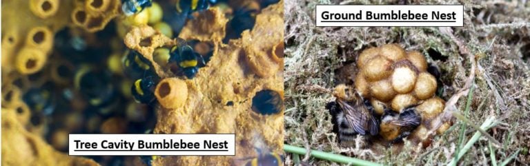 15 Types of Bees Found in Colorado! (2024) - Bird Watching HQ