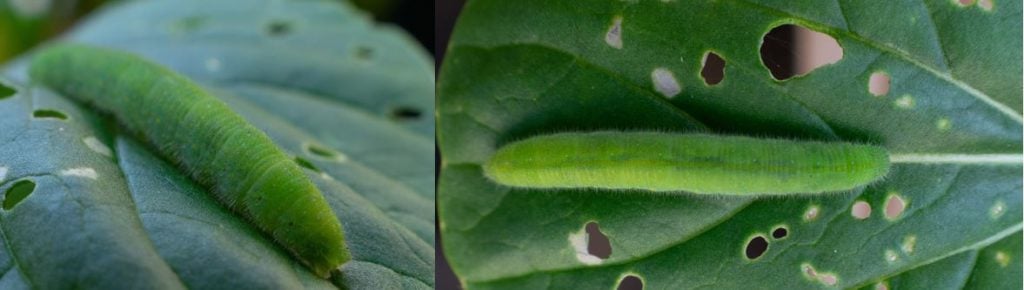 31 Weird (but COMMON) Caterpillars in Wisconsin (2025) - Bird Watching HQ